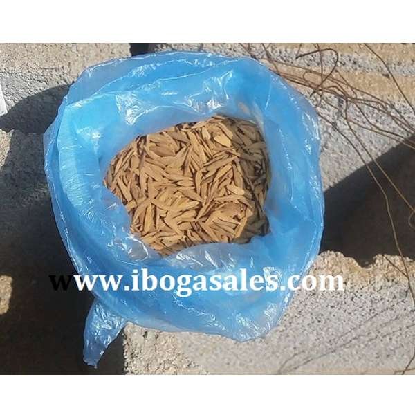 Buy Strophanthus gratus seed | Strophanthus gratus seeds for sale